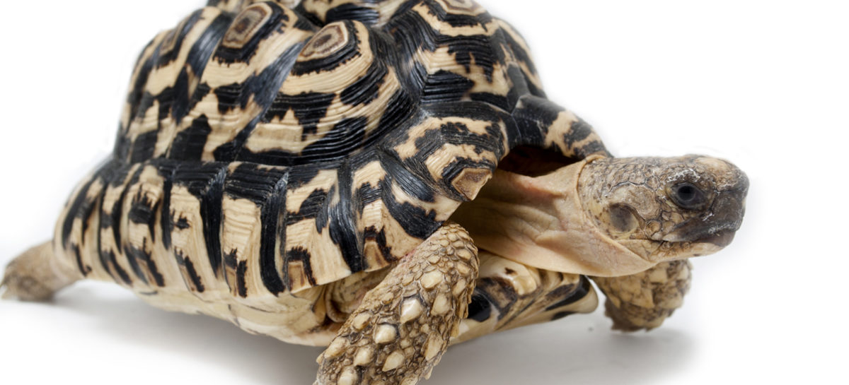 Un dispozitiv dezvoltat în SUA și inspirat de broasca țestoasă poate ...